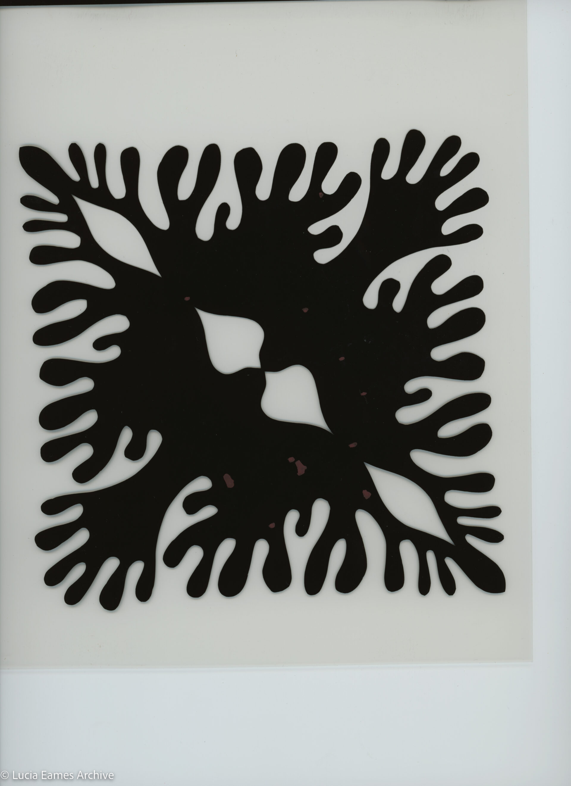 Birds - Lucia Eames Artwork